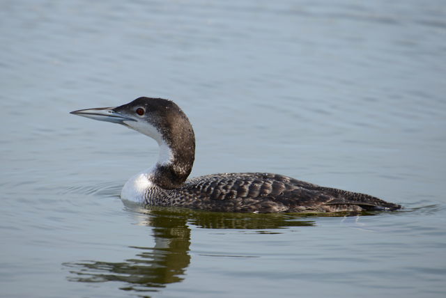 Common Loon