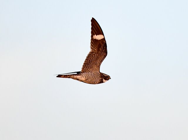 Common Nighthawk