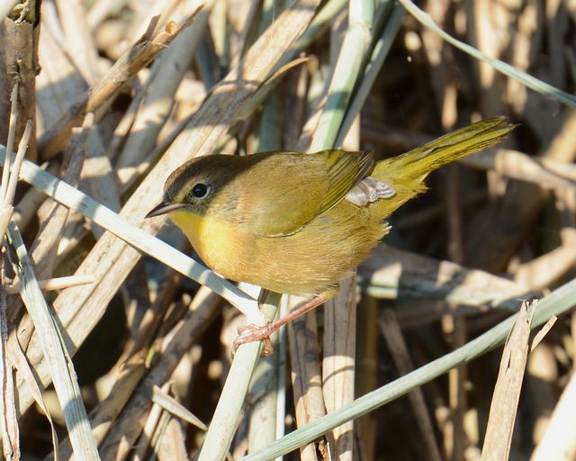 Common Yellowthroat