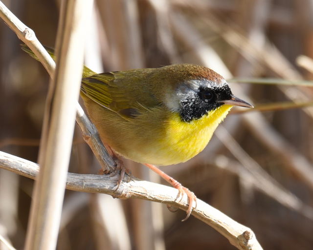 Common Yellowthroat