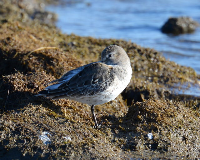 Dunlin