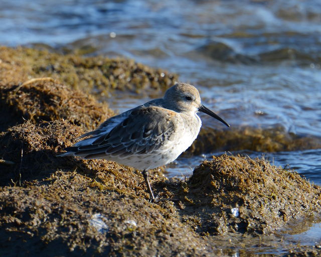 Dunlin
