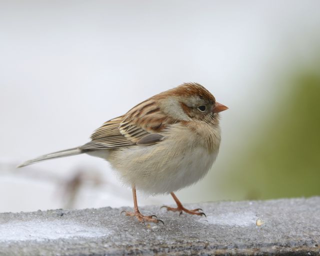 Field Sparrow