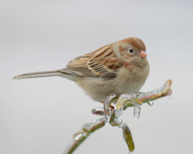 Field Sparrow