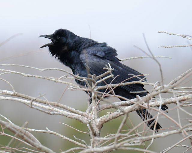 Fish Crow
