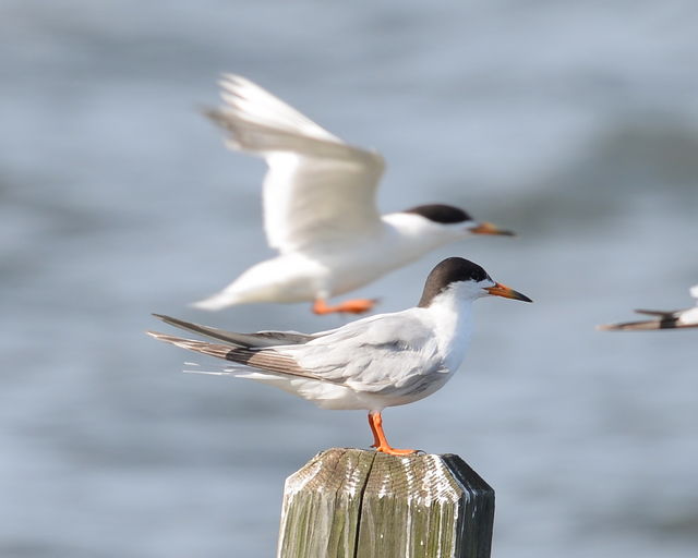 Forster's Tern