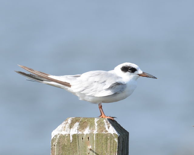 Forster's Tern