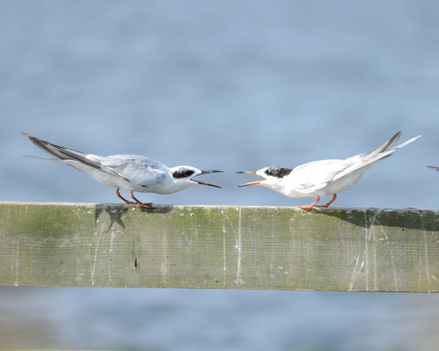 Forster's Tern