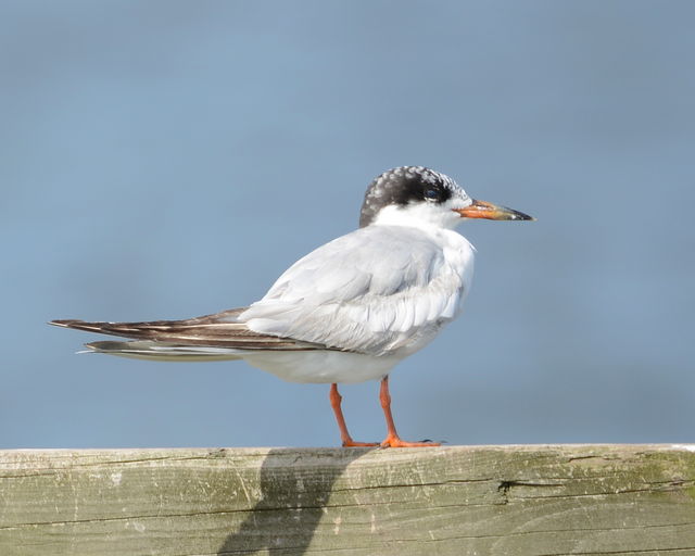 Forster's Tern