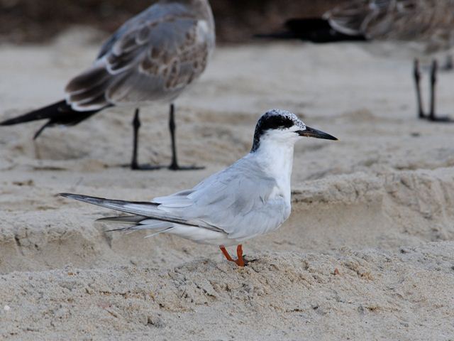 Forster's Tern