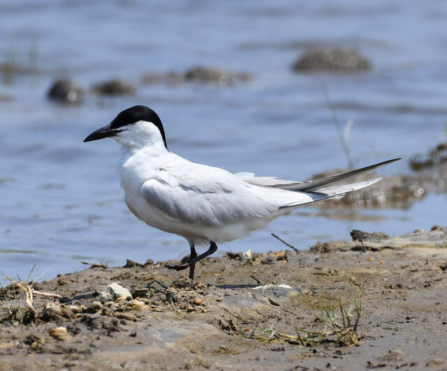 Gull-billed Tern