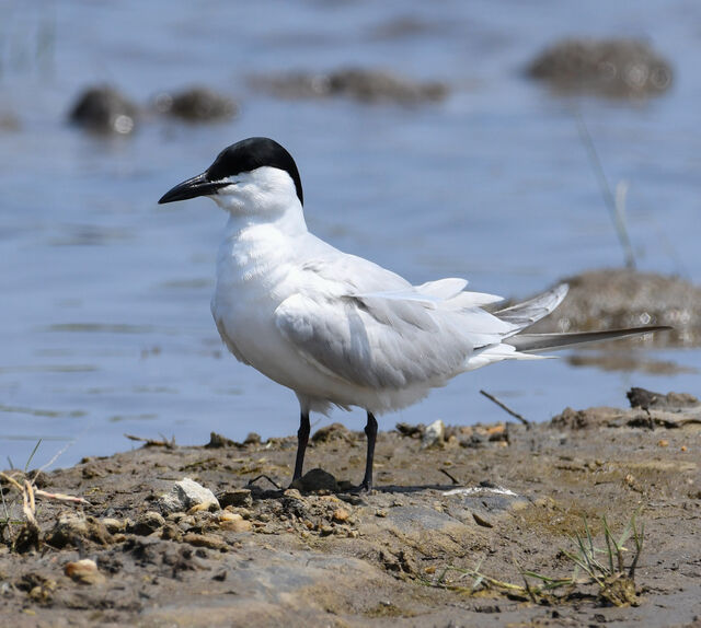 Gull Billed Tern