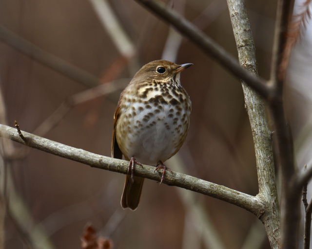 Hermit Thrush