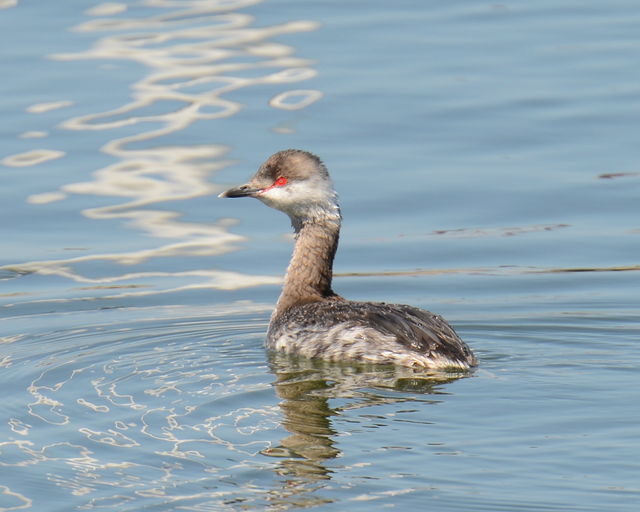 Horned Grebe