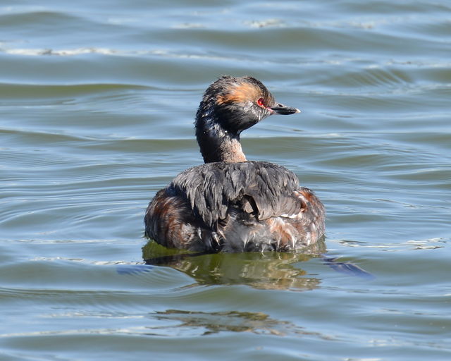 Horned Grebe
