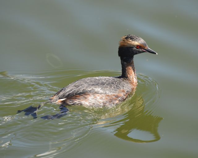 Horned Grebe