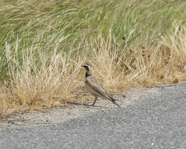 Horned Lark