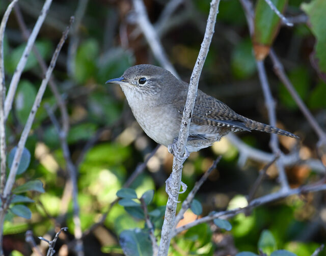 Northern House Wren