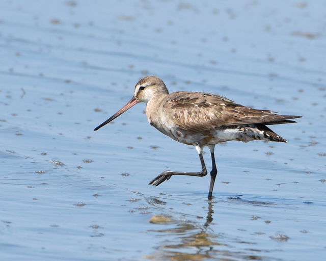 Hudsonian Godwit