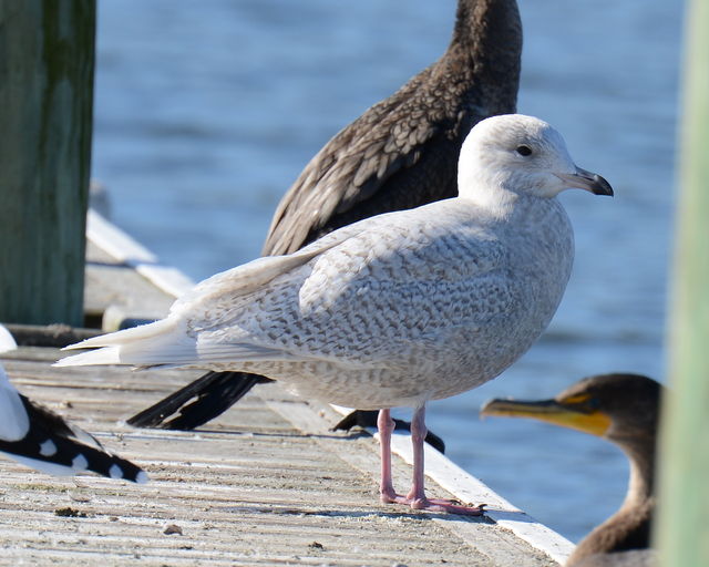 Iceland Gull
