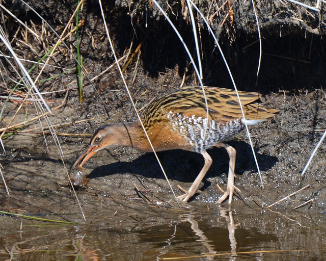 King Rail