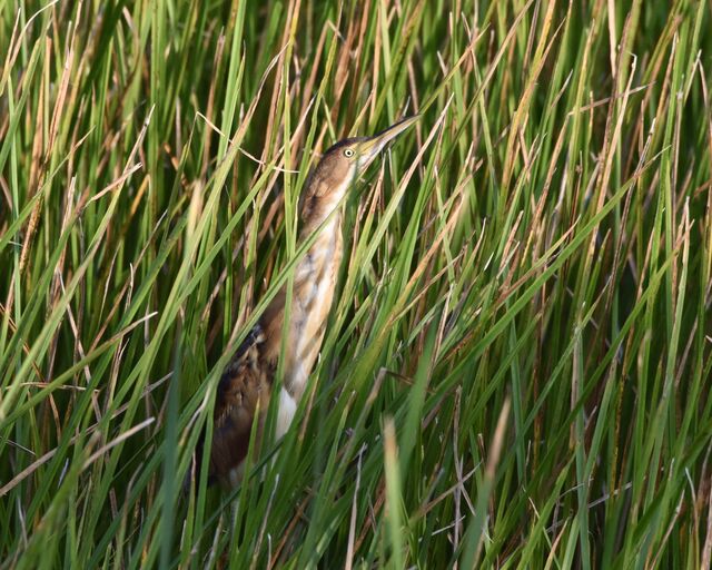 Least Bittern