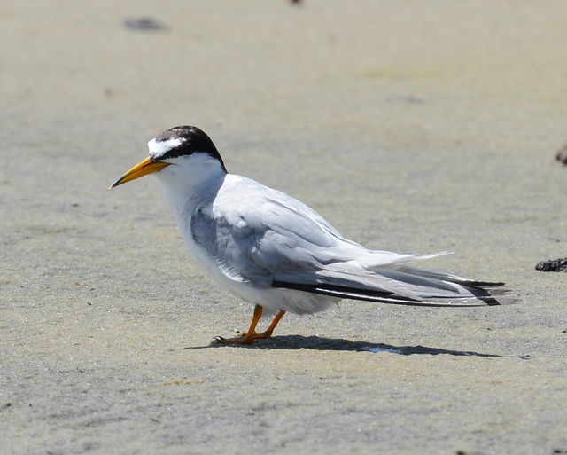Least Tern