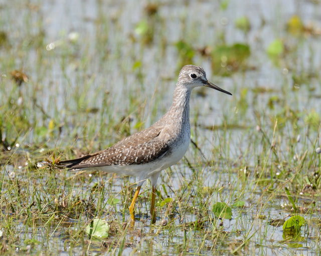 Lesser Yellowlegs