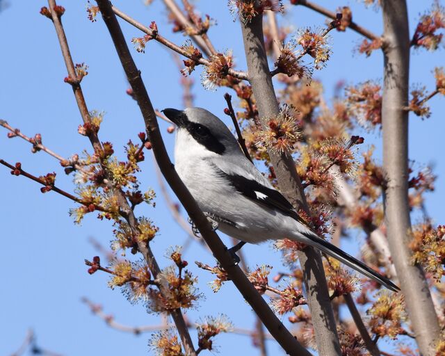 Loggerhead Shrike