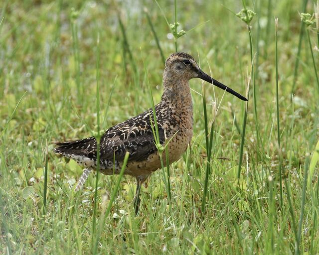 Long-billed Dowitcher