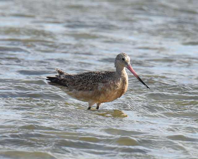 Marbled Godwit