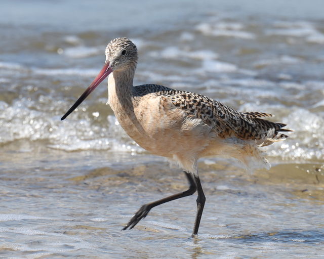 Marbled Godwit