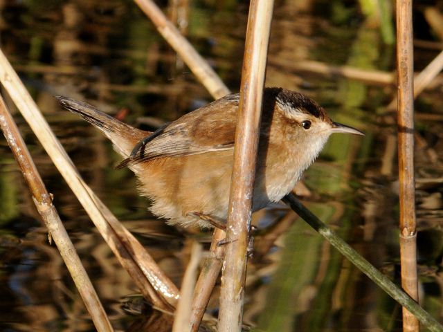 Marsh Wren