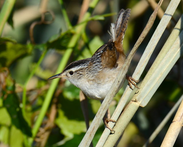 Marsh Wren