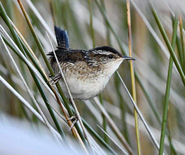 Marsh Wren