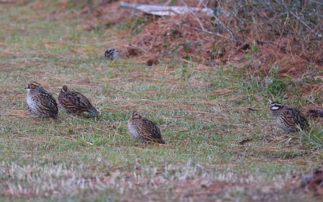 Northern Bobwhite