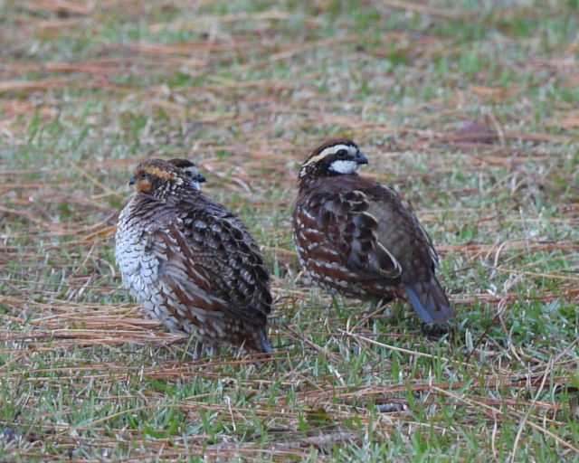 Northern Bobwhite