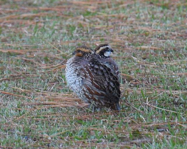 Northern Bobwhite