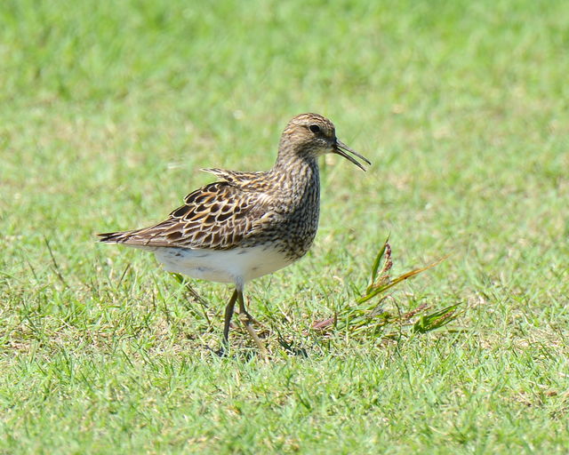 Pectoral Sandpiper