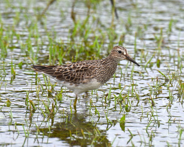 Pectoral Sandpiper