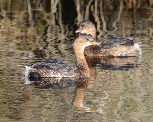 Pied-billed Grebe