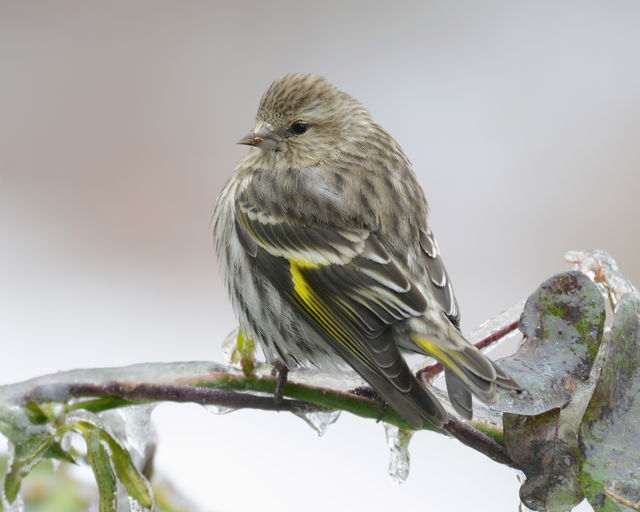 Pine Siskin