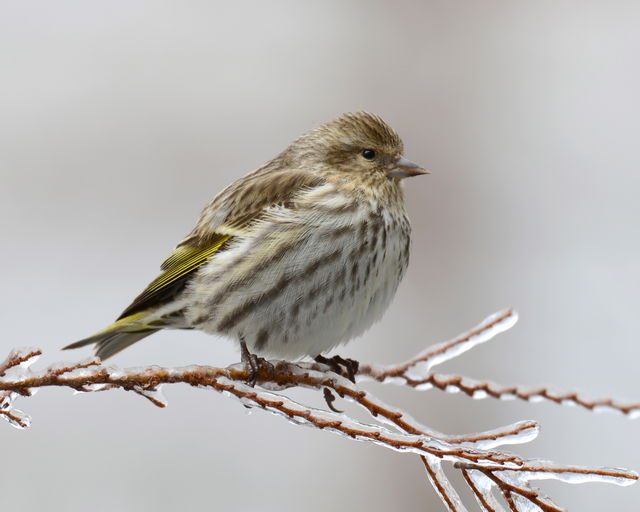 Pine Siskin