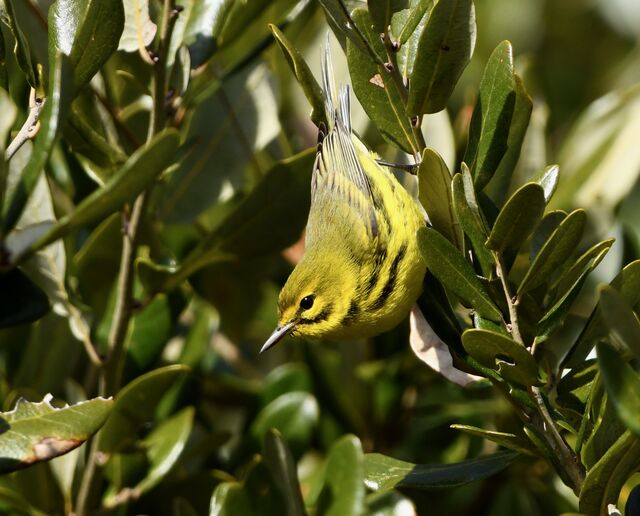 Prairie Warbler