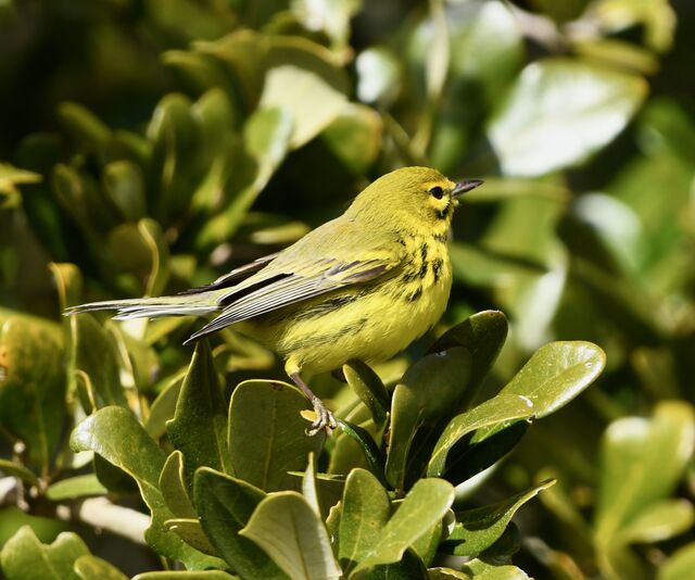 Prairie Warbler