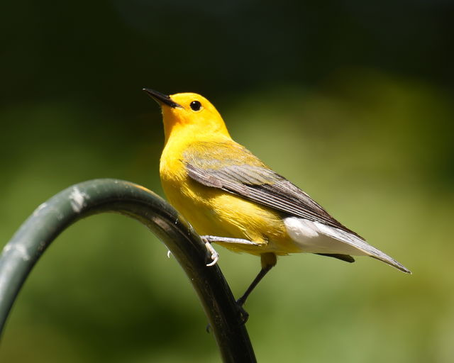 Prothonotary Warbler
