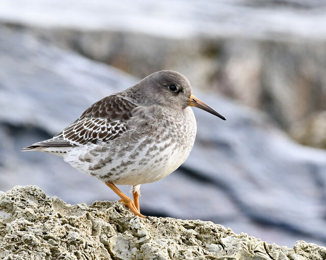 Purple Sandpiper