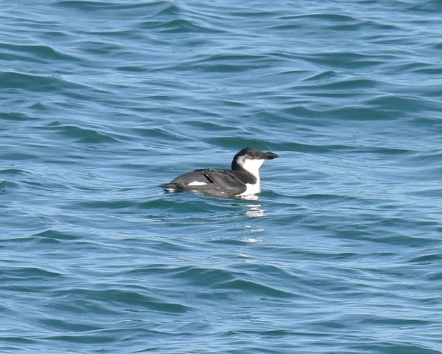 Razorbill