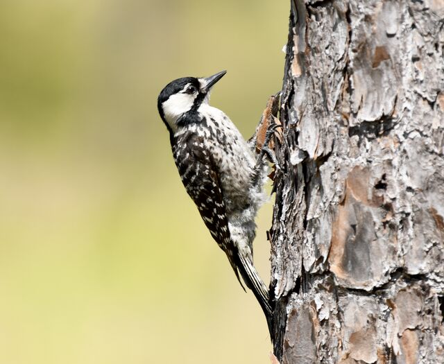 Red-cockaded Woodpecker