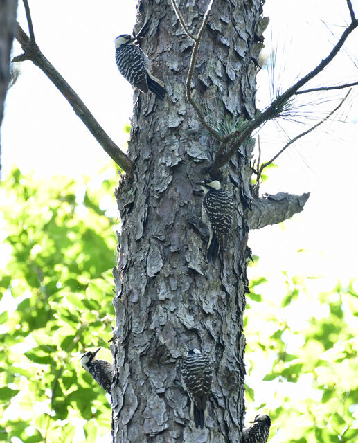 Red-cockaded Woodpecker